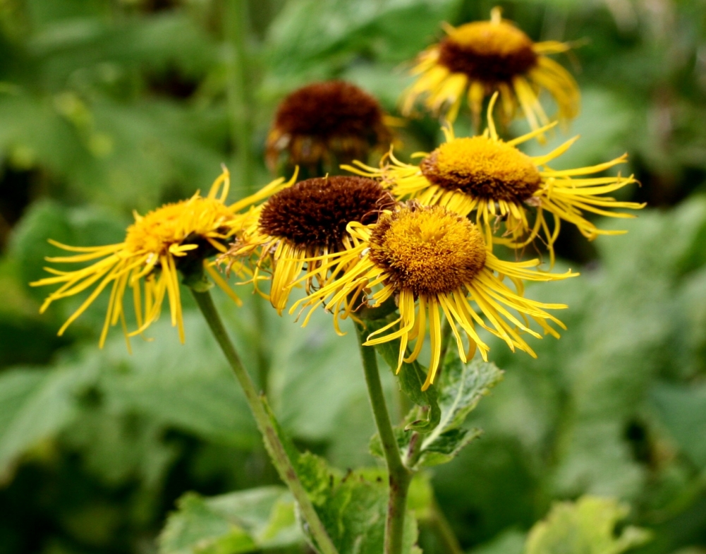 ΒΟΤΑΝΑ ΚΑΙ ΥΓΕΙΑ: Απριλίου 2013
