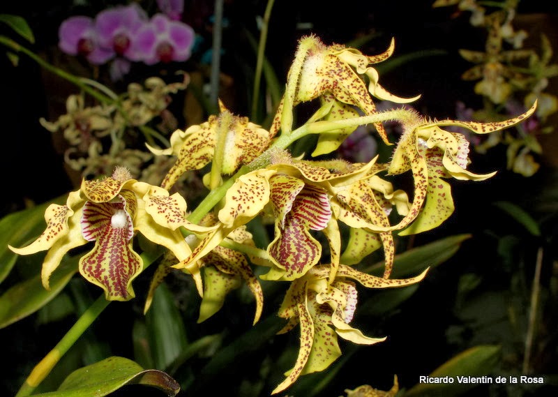 Ricardo's Blog, : Dendrobium Wonder Nishii (atroviolaceum x alexandrae)