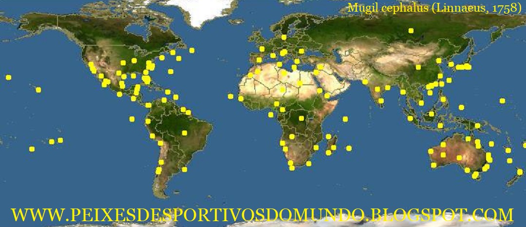 PEIXES DESPORTIVOS DO MUNDO: A TAINHA OLHALVO - Mugíl cephalus ...