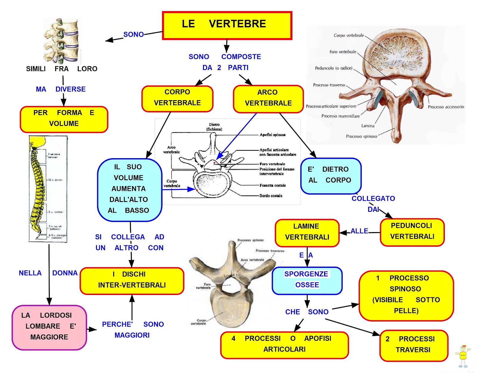 MAPPER: VERTEBRE - 1