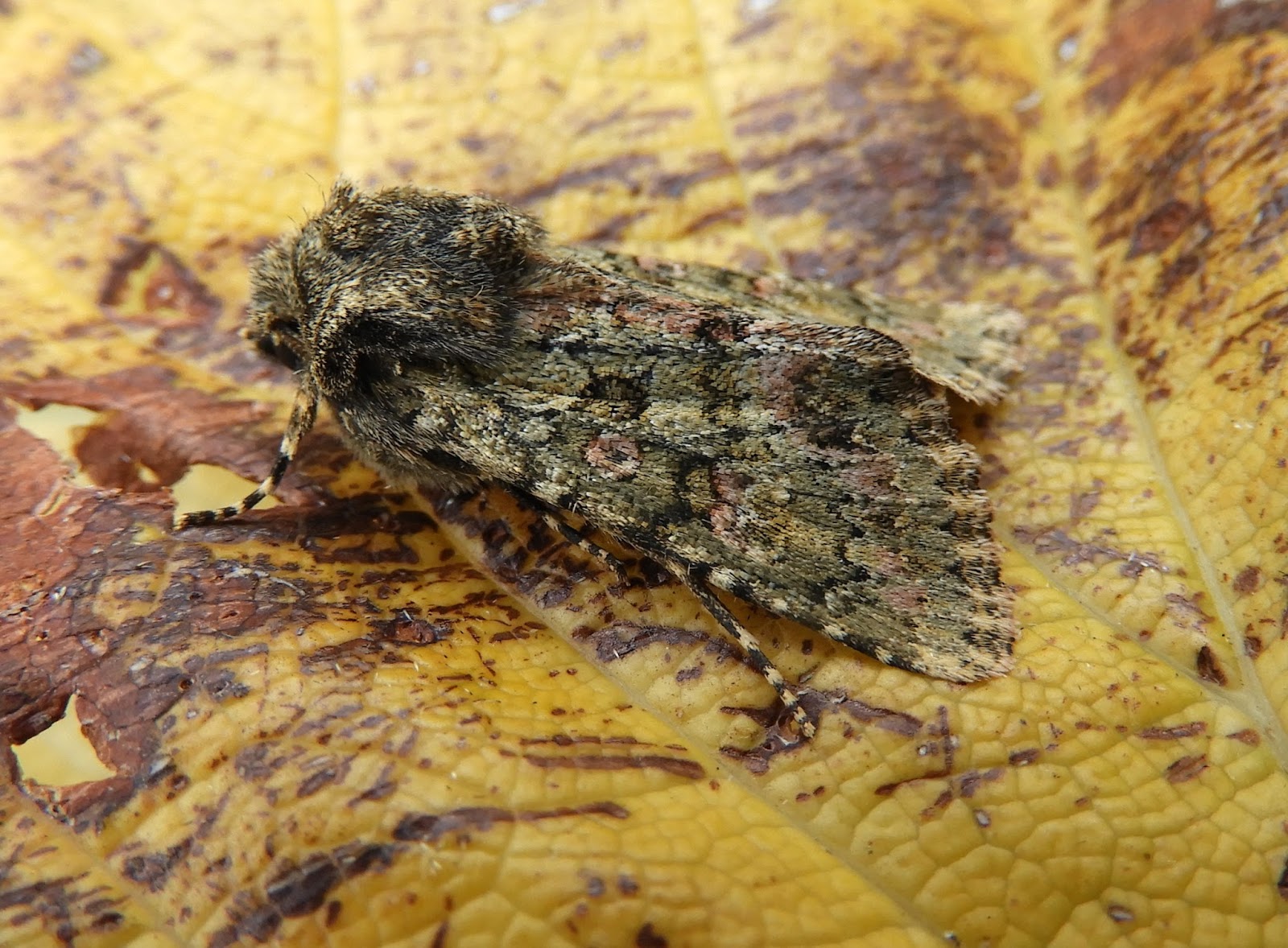 birdingexmouth: Autumnal Moths