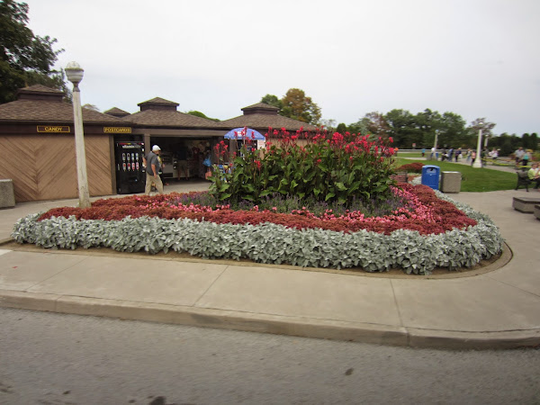 Canna índica o capacho, achira, lengua de dragón... | Plantas