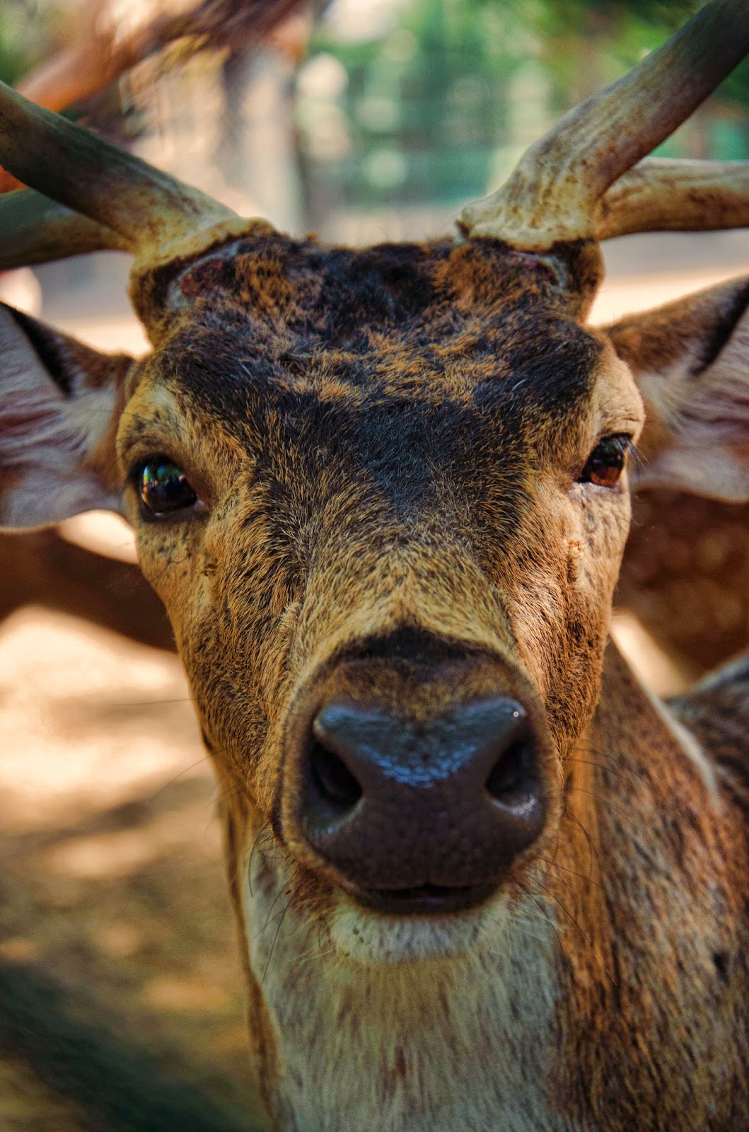 Pinay in Kuwait: KUWAIT BUCKET LIST: Visit Kuwait Zoo