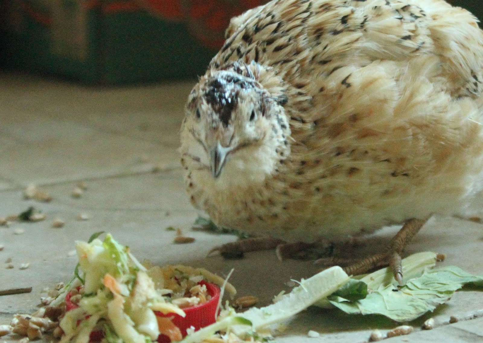 Typical (flight or fight) head Injury on a quail - What to do | The ...