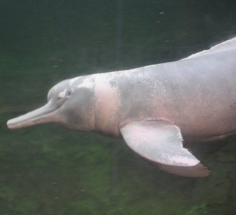 ZOOTOGRAFIANDO (6.100 ANIMALS): DELFÍN DEL AMAZONAS / AMAZON RIVER ...