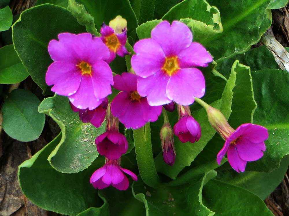 Wasatch Wildflowers: Parry's Primrose (Primula parryi)