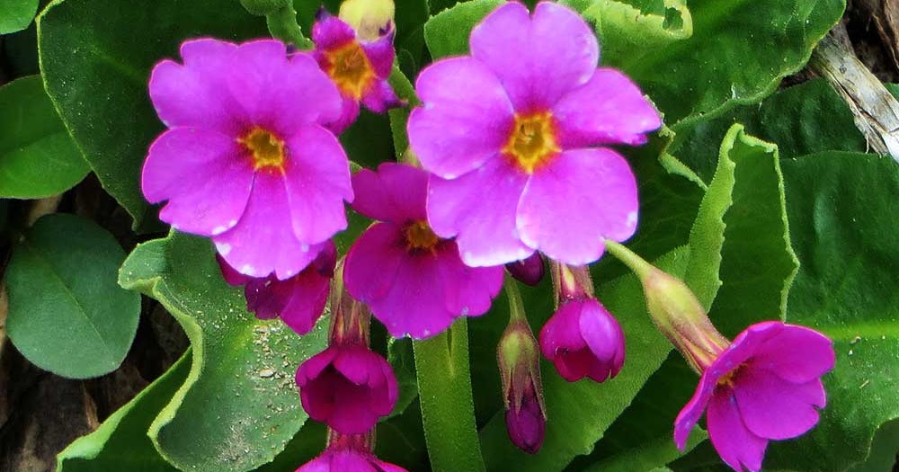 Wasatch Wildflowers: Parry's Primrose (Primula parryi)
