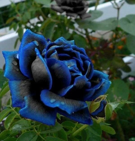 Bunga Biru Yang Sangat Cantik ~ RINDDIANY