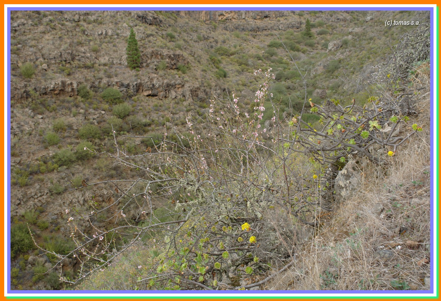 Tenerife senderos......: TENERIFE SENDEROS --GUIA ISORA-- EL JARAL -LAS ...