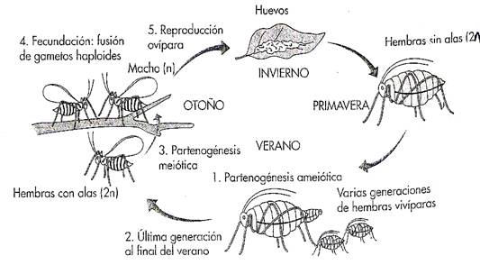 ies faro biología y geología: REPRODUCCIÓN ASEXUAL