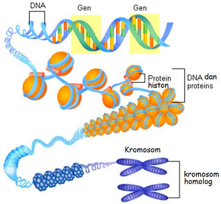 Analis Kesehatan: Gen dan Kromosom