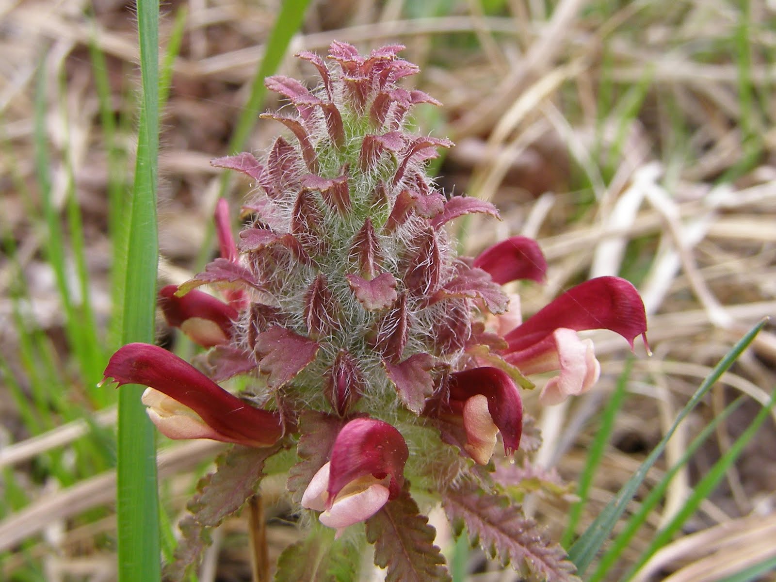 Ohio Flora: Wood Betony - Pedicularis canadensis