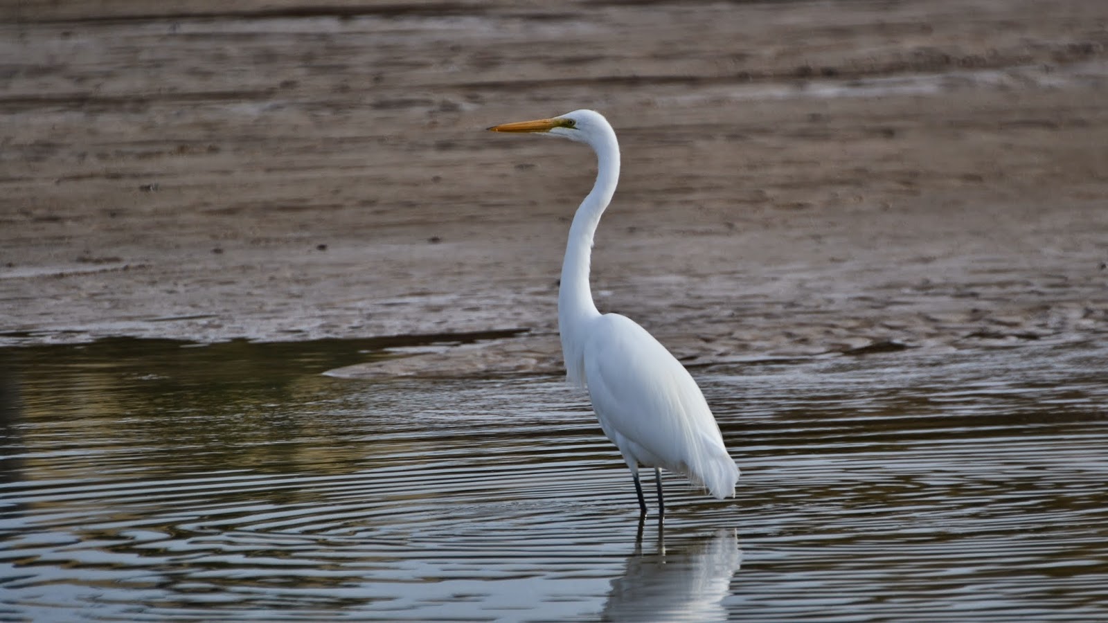 Aves de La Floresta: Garza blanca grande