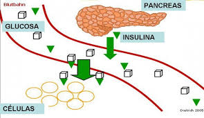 Insulina y diabetes | La salud es necesaria