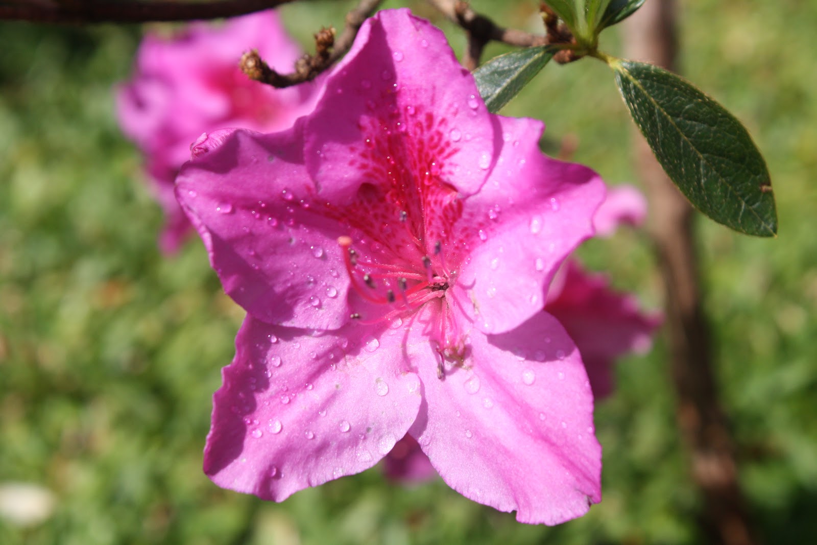 Flores da Madeira/Flowers from Madeira | A conta quilometros