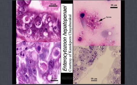 Penyakit Enterocytozoon hepatopenaei (EHP) Udang vaname (Litopenaeus ...