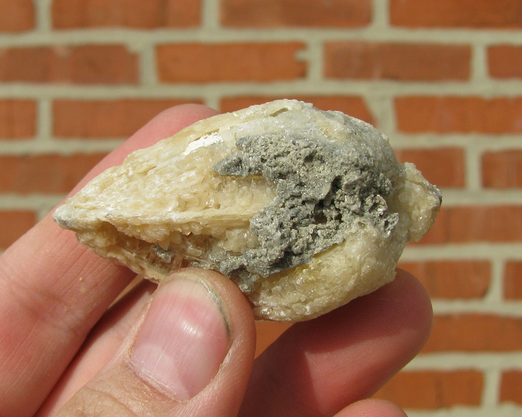 Views of the Mahantango: Anadara sp. fossil Pelecypod from Florida