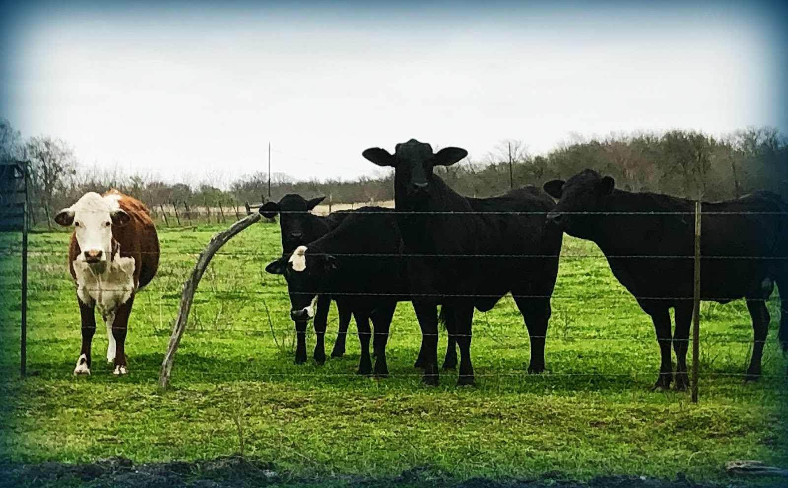 Linda's Life Journal: Morning Coffee With the Cows, Trip to Town ...
