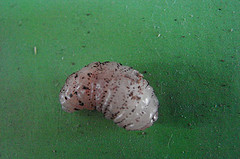 Ciência da Verdade: Berne