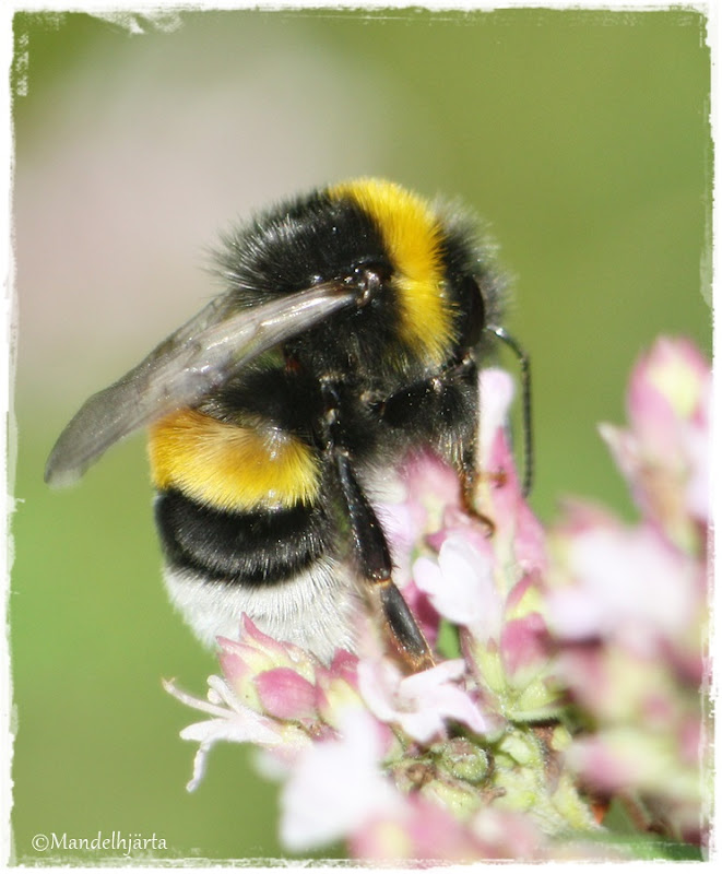 Mandelhjärta: La humla suse!
