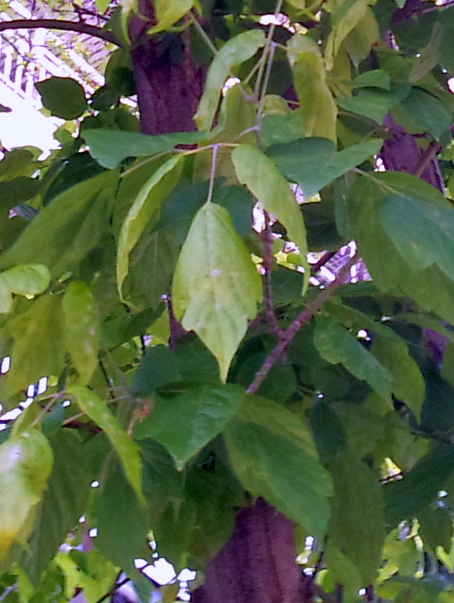 Árboles con alma: Negundo. Arce americano. Bordo. (Acer negundo)