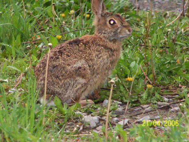 PREŽIVETJE V NARAVI: Preživeje v naravi: Divje živali v naravi
