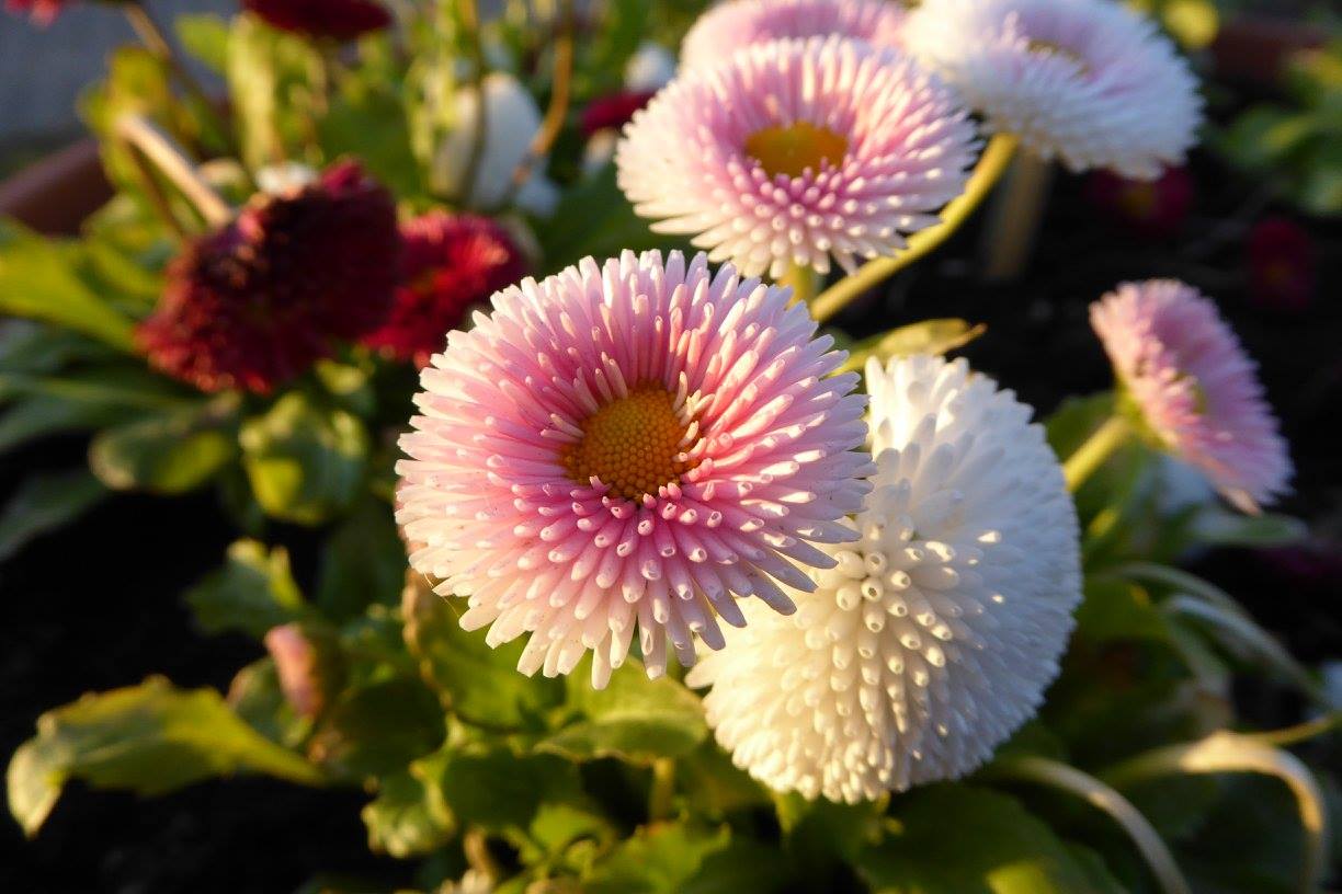 Rafał Ratyński blog: Stokrotka pospolita...