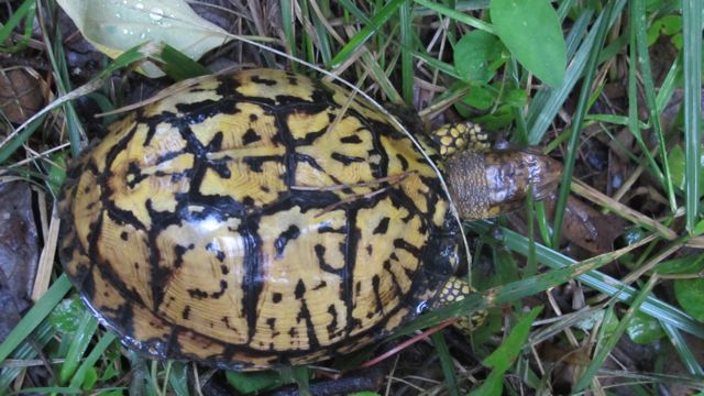 Julie Zickefoose on Blogspot: The Golden Turtle, Refound