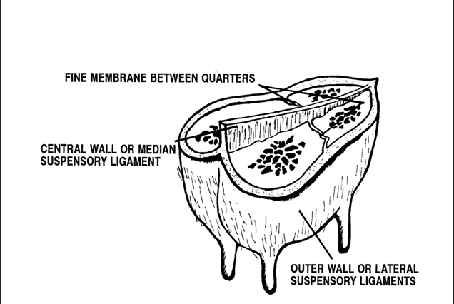 ingan ilmu ASP 2 A+: Struktur Ambing, Limpa Dan Ginjal Pada sapi.