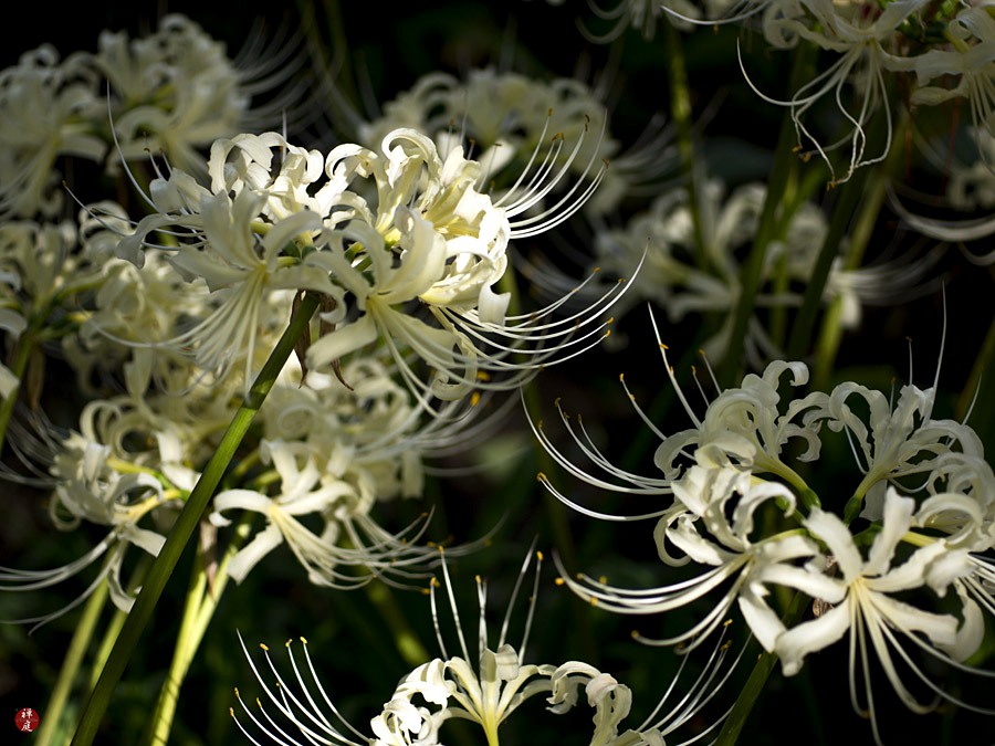 FROM THE GARDEN OF ZEN: Higan-bana (Lycoris radiata) flowers in Engaku-ji