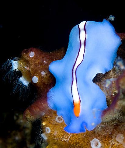 The Ribbon In the Sea: Red-tipped Flatworm | Featured Creature