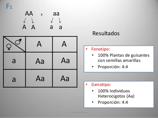 La Célula: Genética Mendeliana