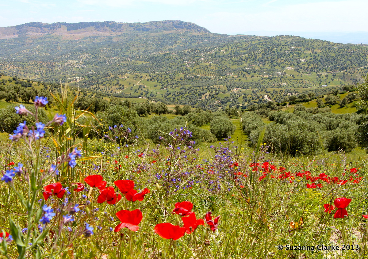 THE VIEW FROM FEZ: Fez Photo of the Day ~ Mount Zalagh in Spring
