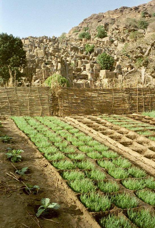 CulturAgriCulturE: 114- Agriculture of the world - The Dogon country