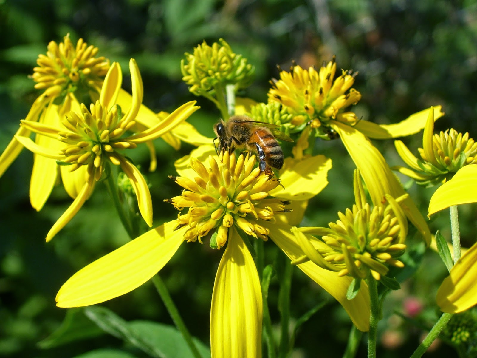 Nodding Onion Gardens: Pesticides and the Threat They Pose to Pollinators