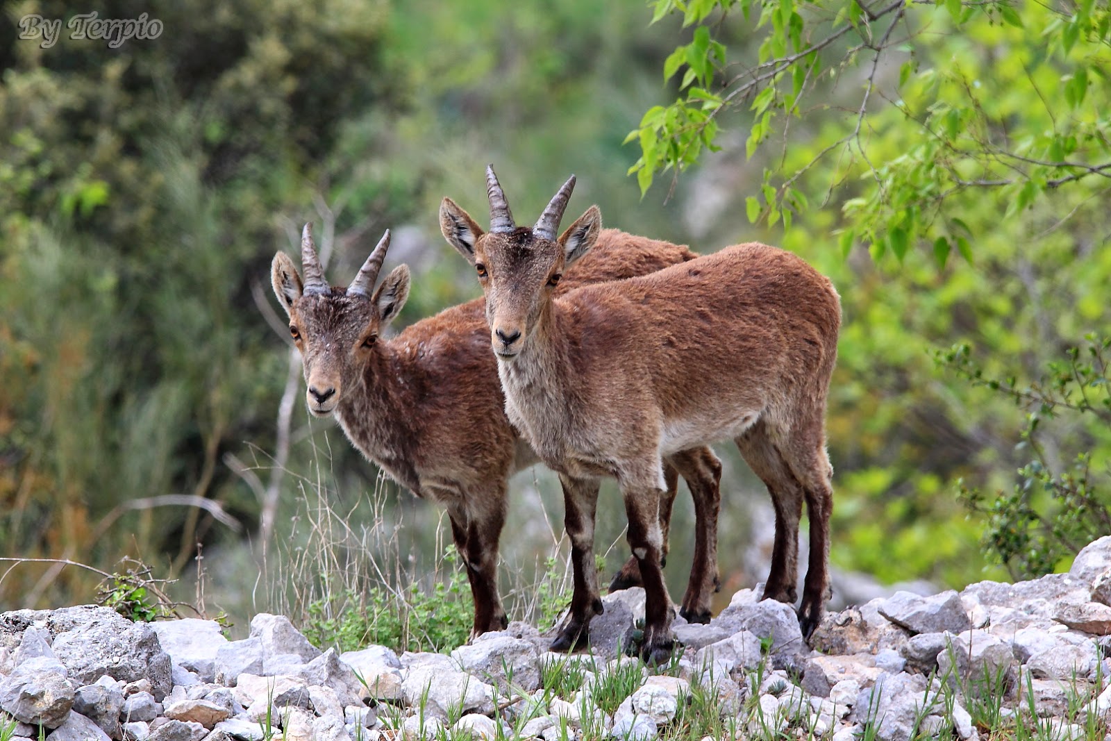Viajes, Salidas, Naturaleza, (Fotografía).: Cabra Montés (Capra Pyrenaica).