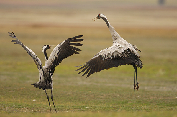 Naturaleza a raudales: Las grullas se van al norte