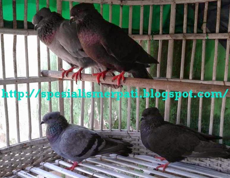 SPESIALIS MERPATI: MERPATI KETER