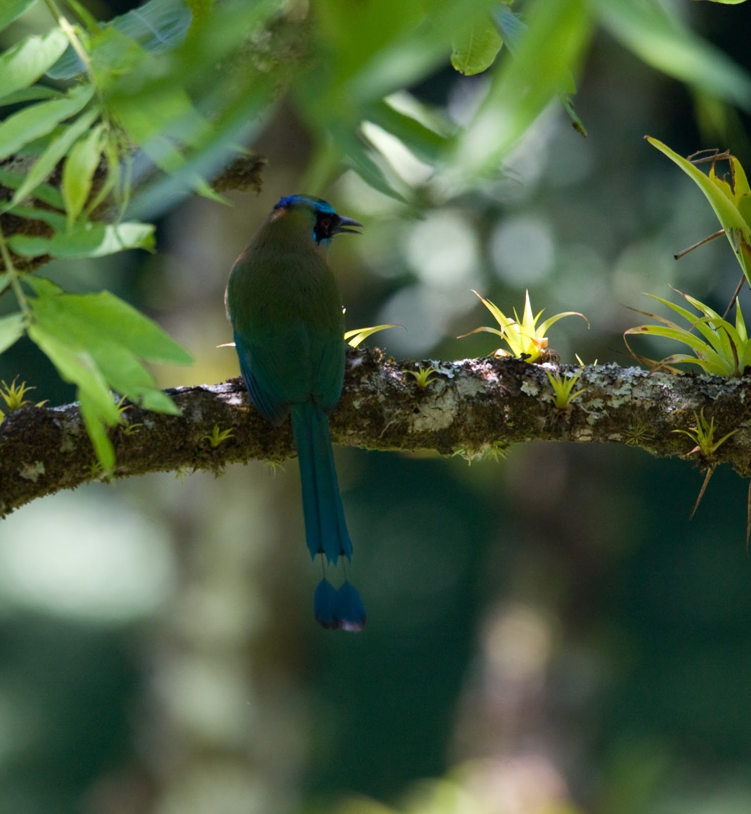 Garden Birds and other sightings...: Curi Cancha, Monteverde