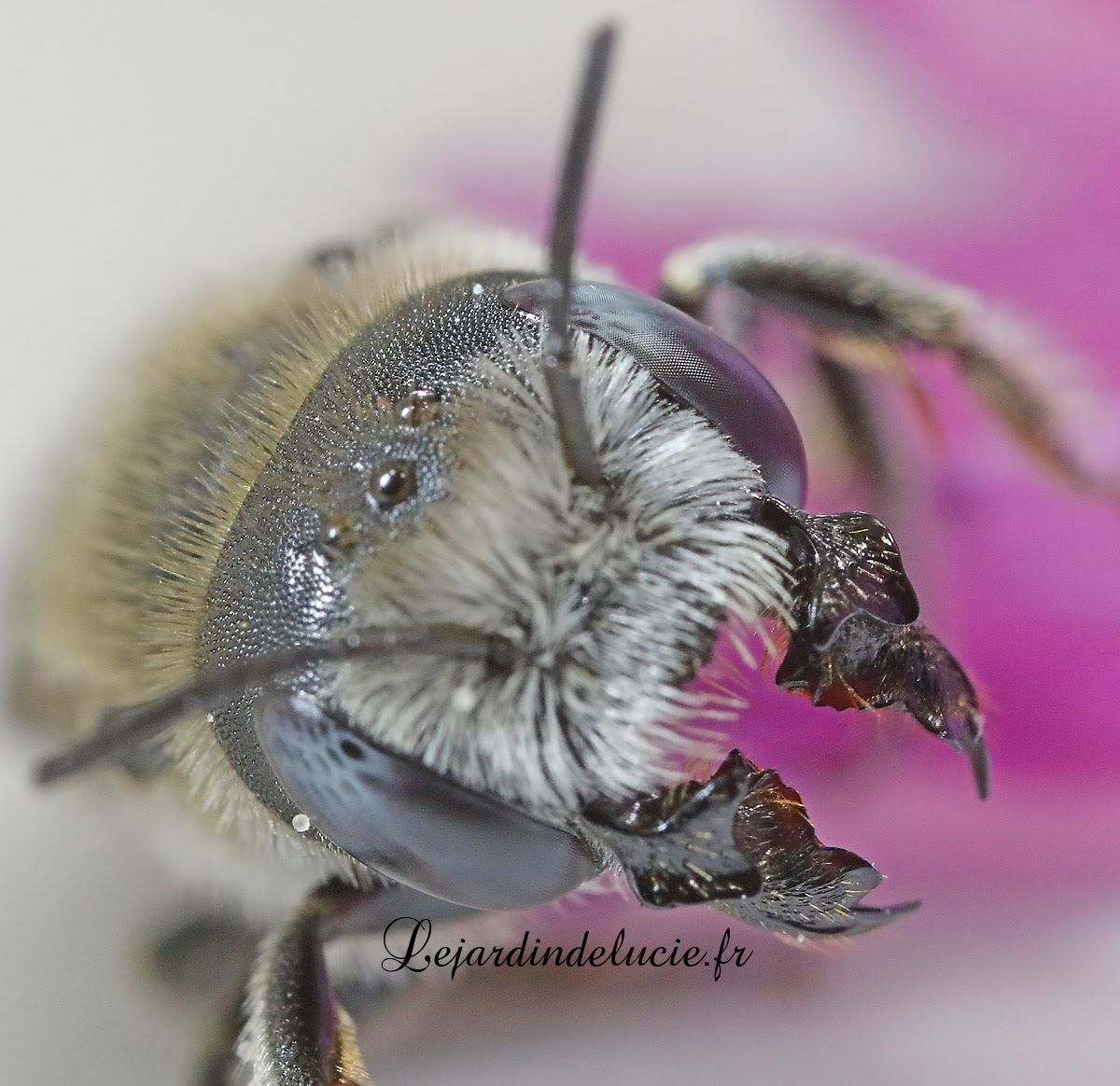 Hoplitis cristatula une abeille qui aime les mauves