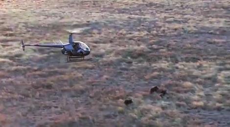 Kathryn's Report: Helicopter Hunting: Shooting feral hogs from the sky ...