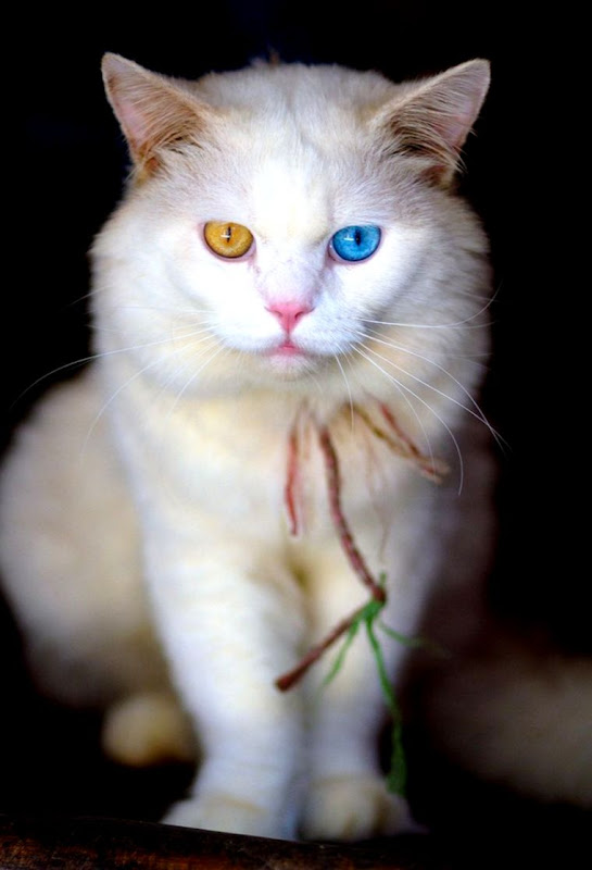 Cute Rare Animals In The World | Wallpapers Gallery