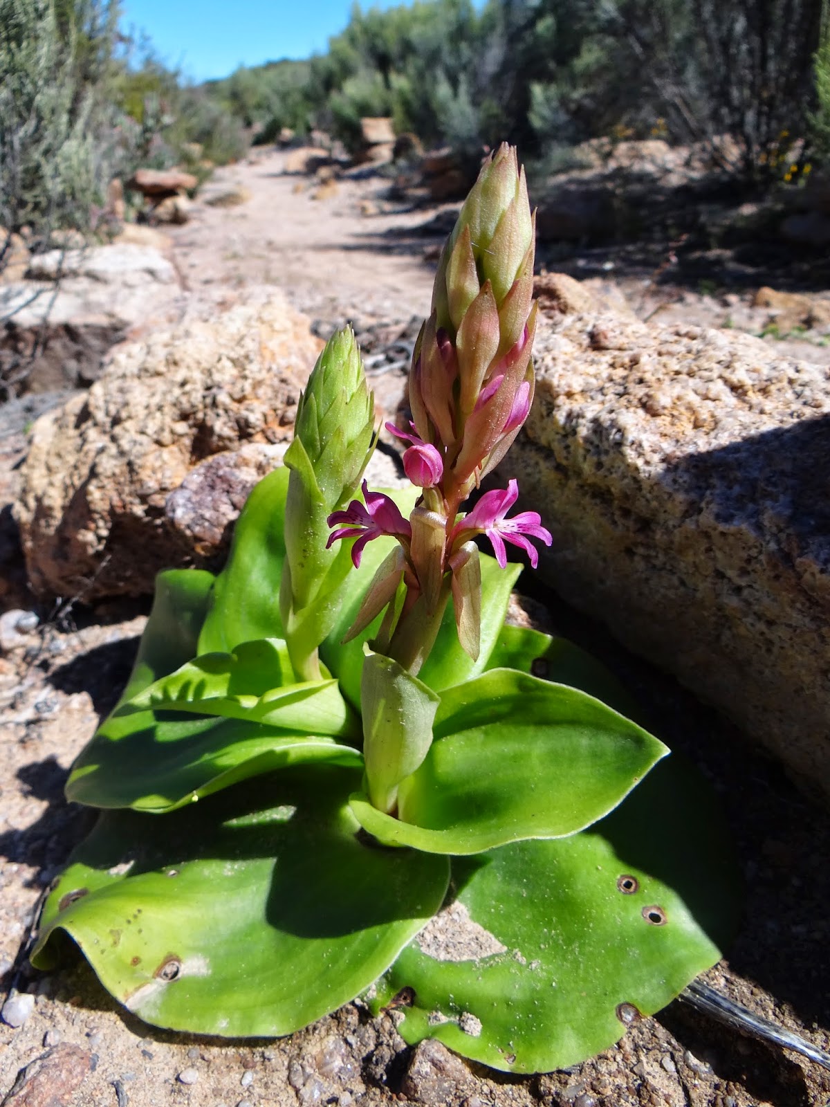 Caerulean Skies: South African Winter blooming orchids