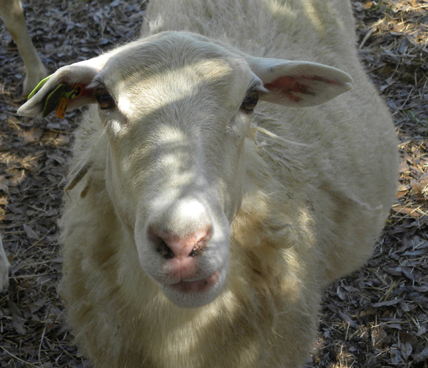 Diane Mannion: Critter Cottage