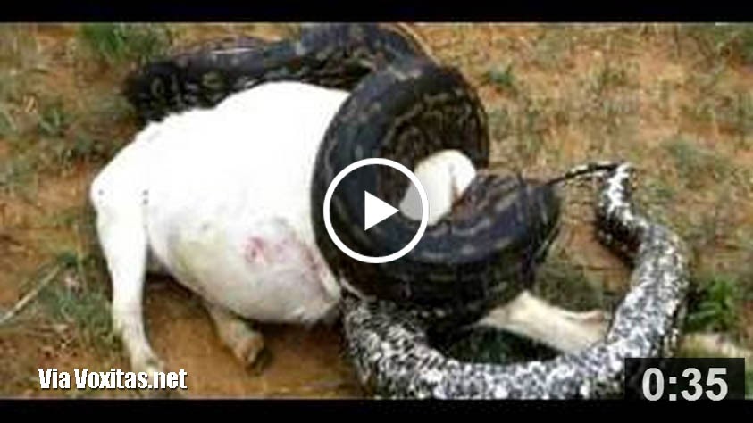 Huge Snake Python Eating A Deer - Khmer News 333