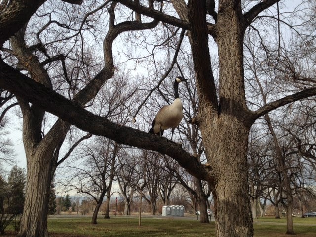 Springfield Plateau: Goose in a Tree