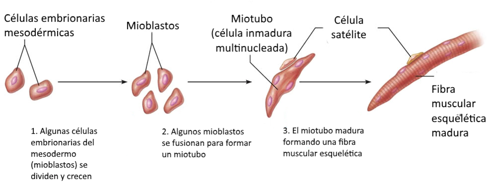 B.log.ia 2.0: El sistema muscular I