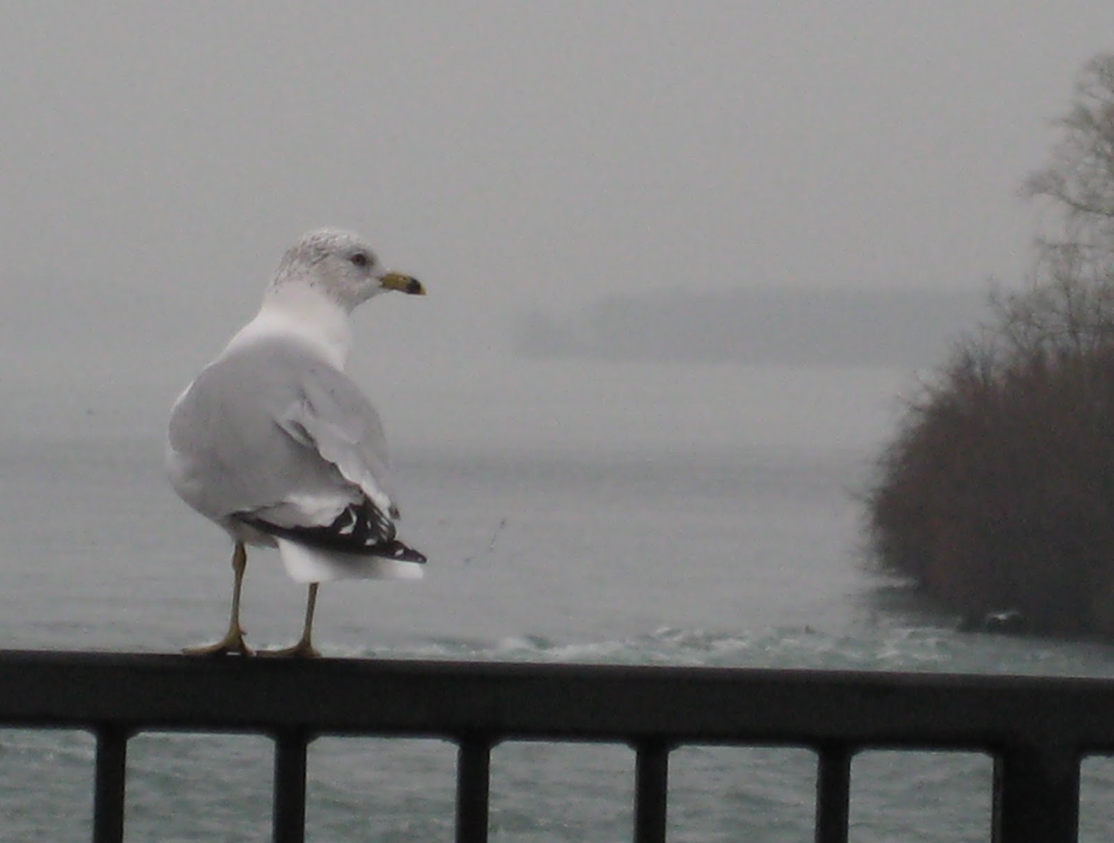 Burly Bird: Niagara Falls, finally...