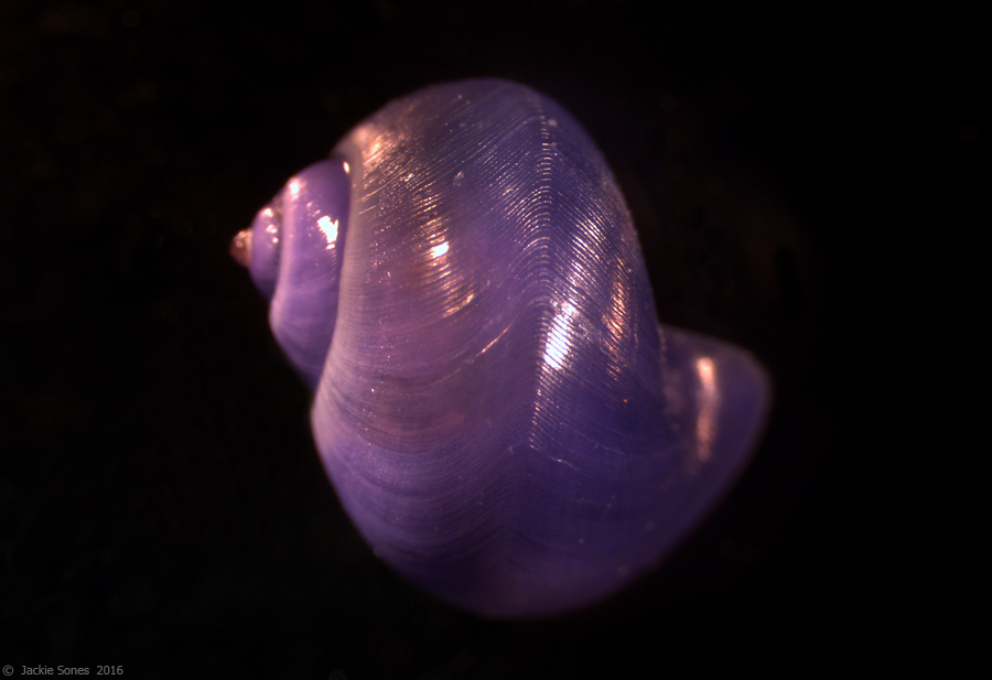 Purple Shell