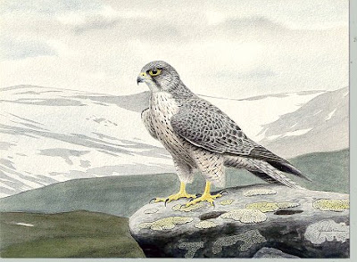 ElSoNi - Animals and nature: Veckans djur fakta